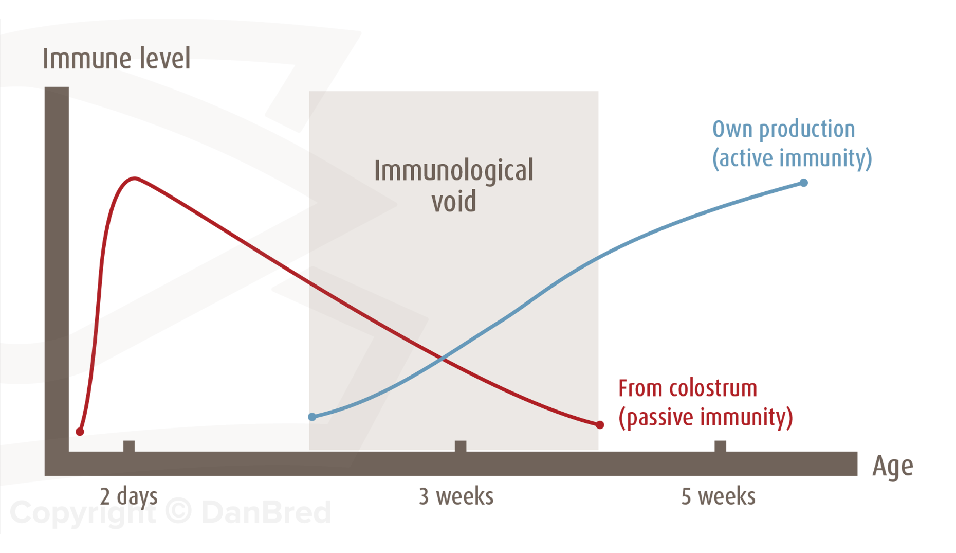 Farrowing unit – post farrowing – DanBred