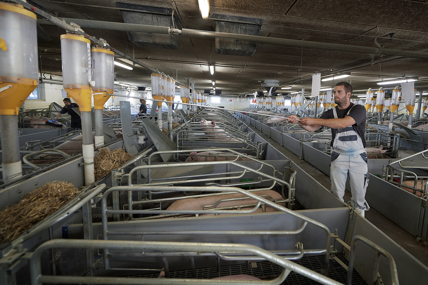 Feeding lactating sows – DanBred