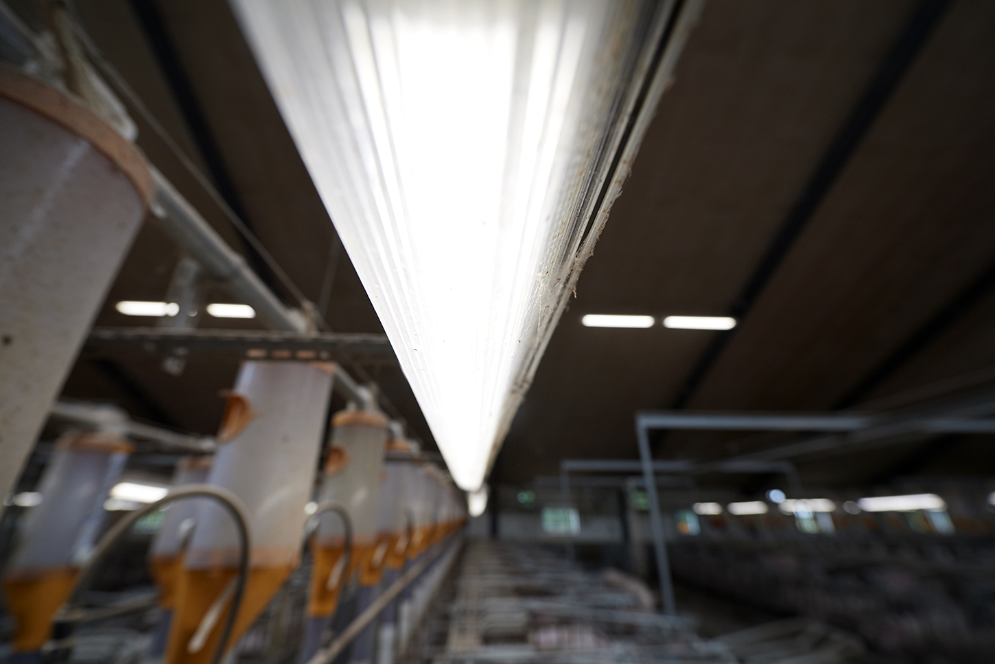 Gilt Unit – DanBred