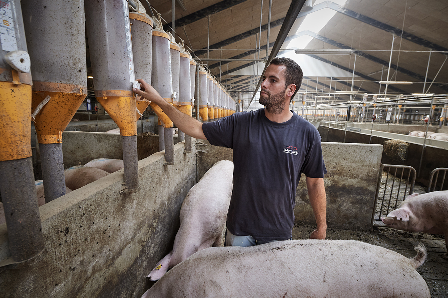 Feeding gestating sows – DanBred