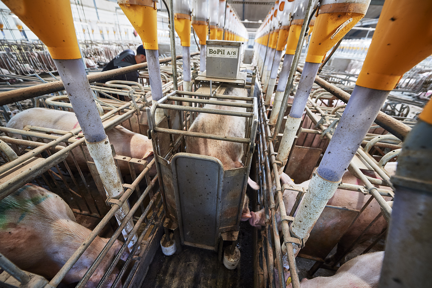 Mating Unit – DanBred