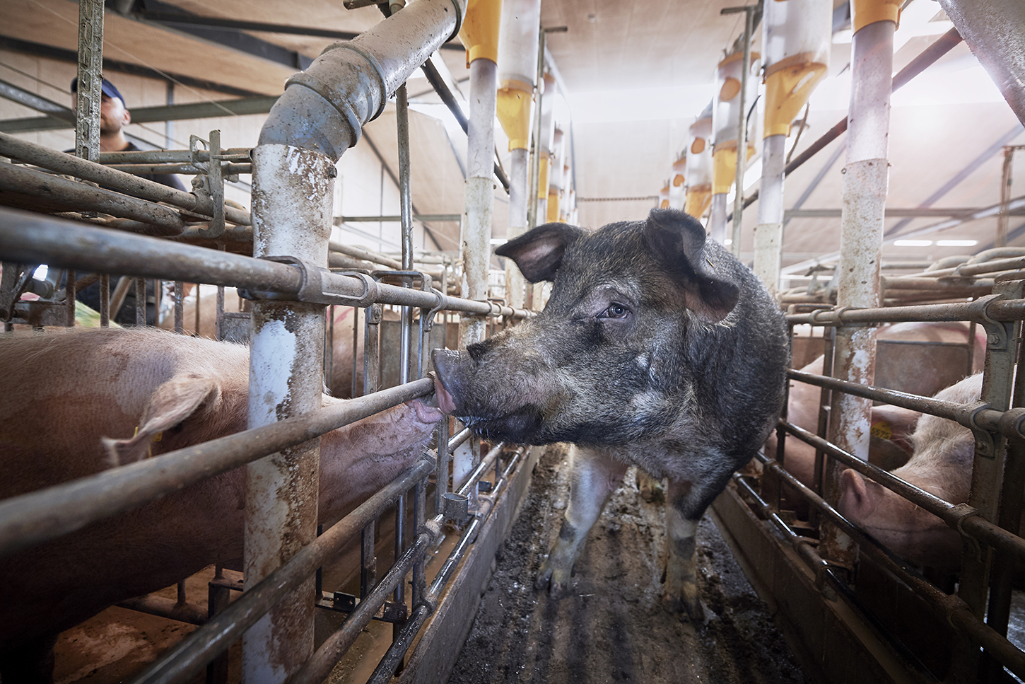 Mating Unit – DanBred