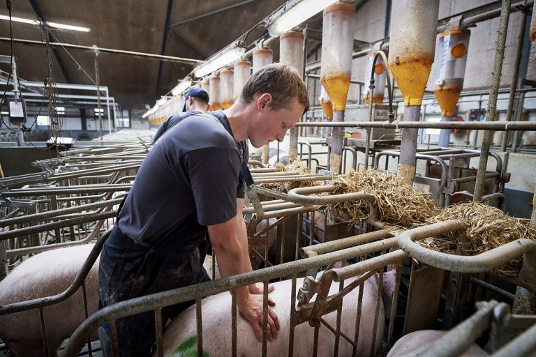 Gilt Unit – DanBred