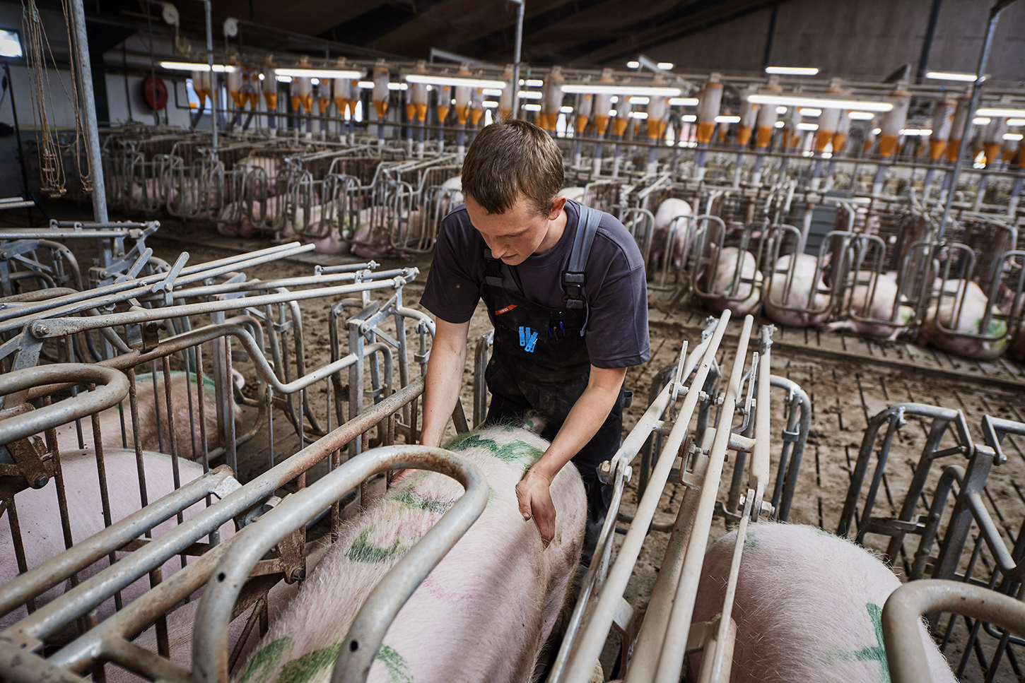 Feeding gestating sows – DanBred