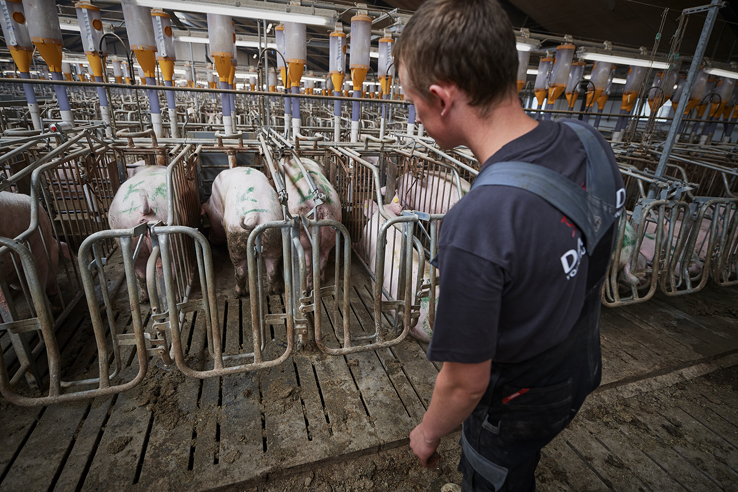 Feeding gestating sows – DanBred