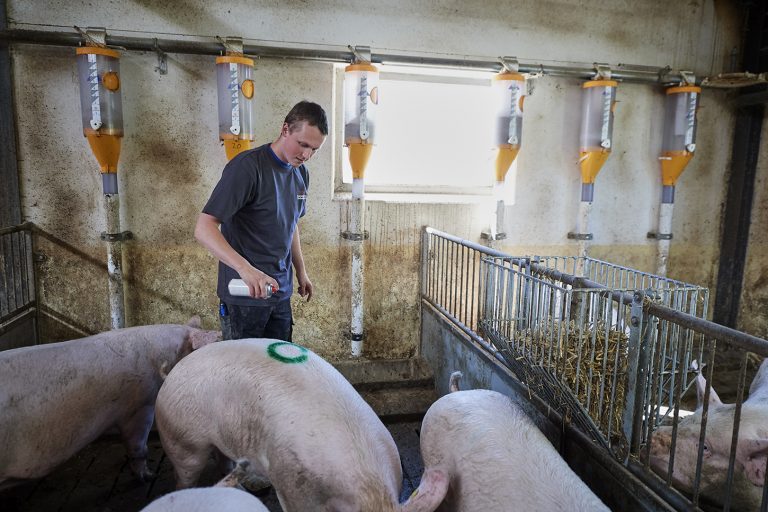 Gilt Unit – DanBred