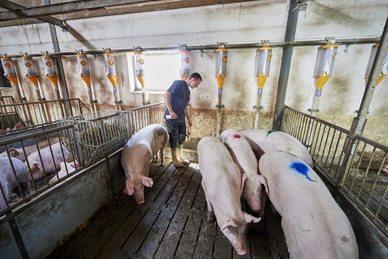 Gilt Unit – DanBred