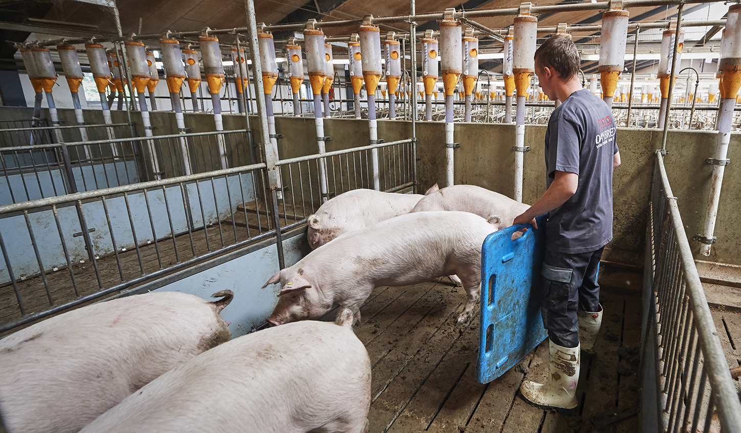 Gilt Unit – DanBred