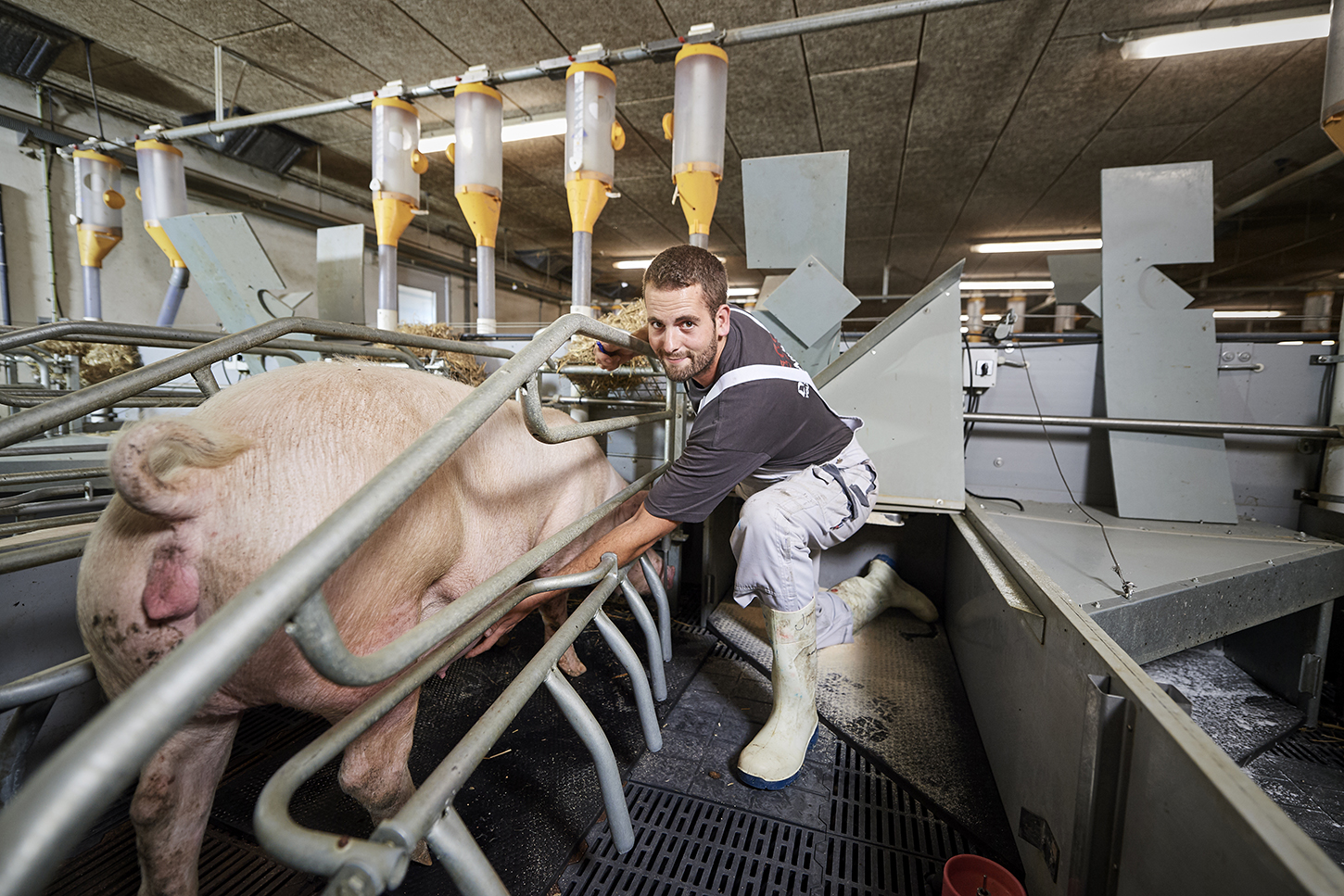 Farrowing unit – pre-farrowing – DanBred