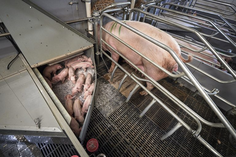 Managing the farrowing unit – DanBred