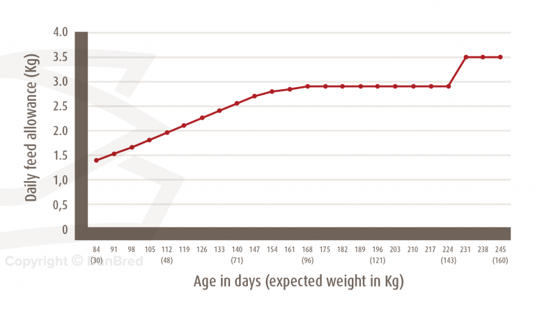Gilt Unit – DanBred