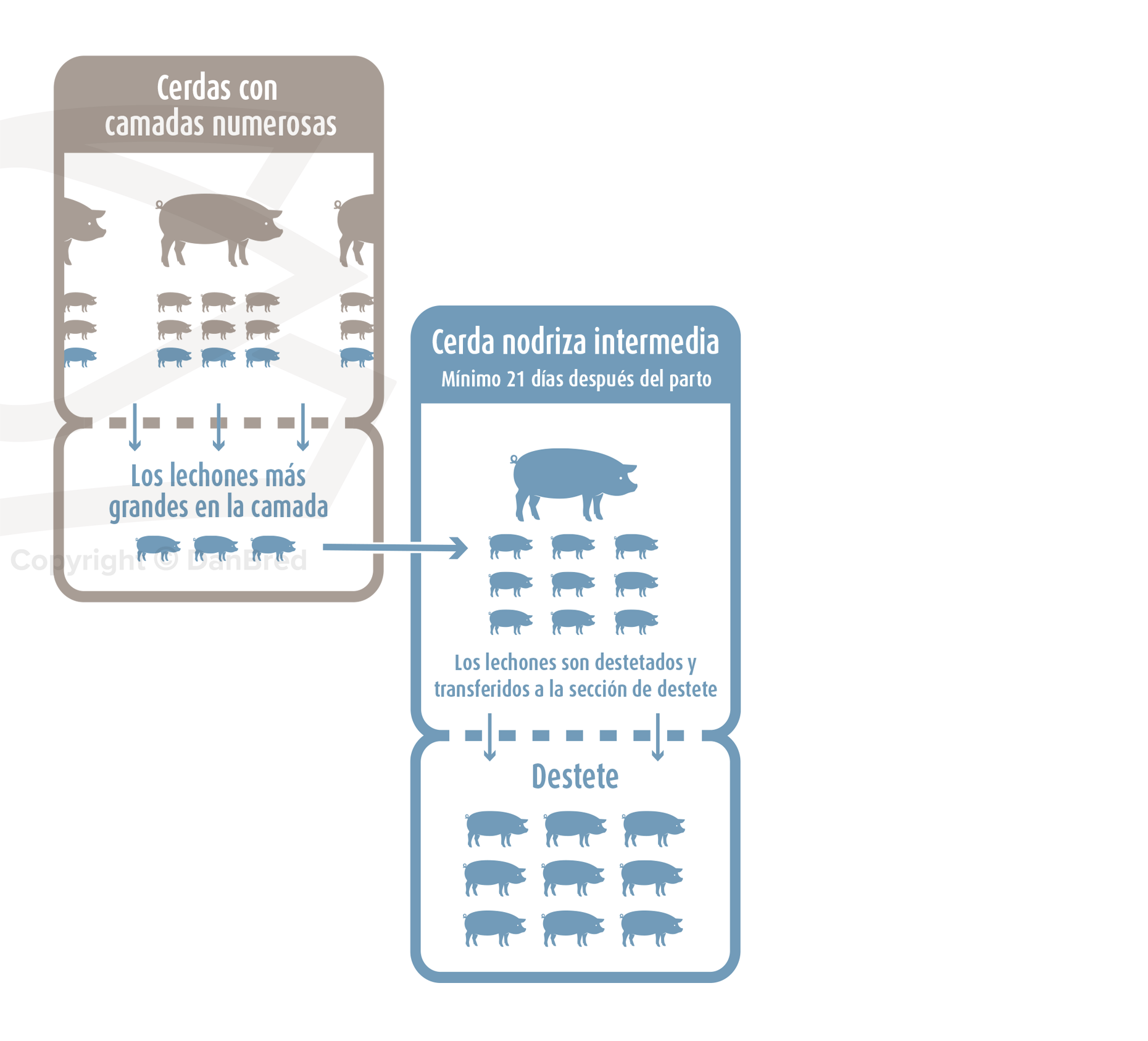 Unidad de parto; antes del parto – DanBred