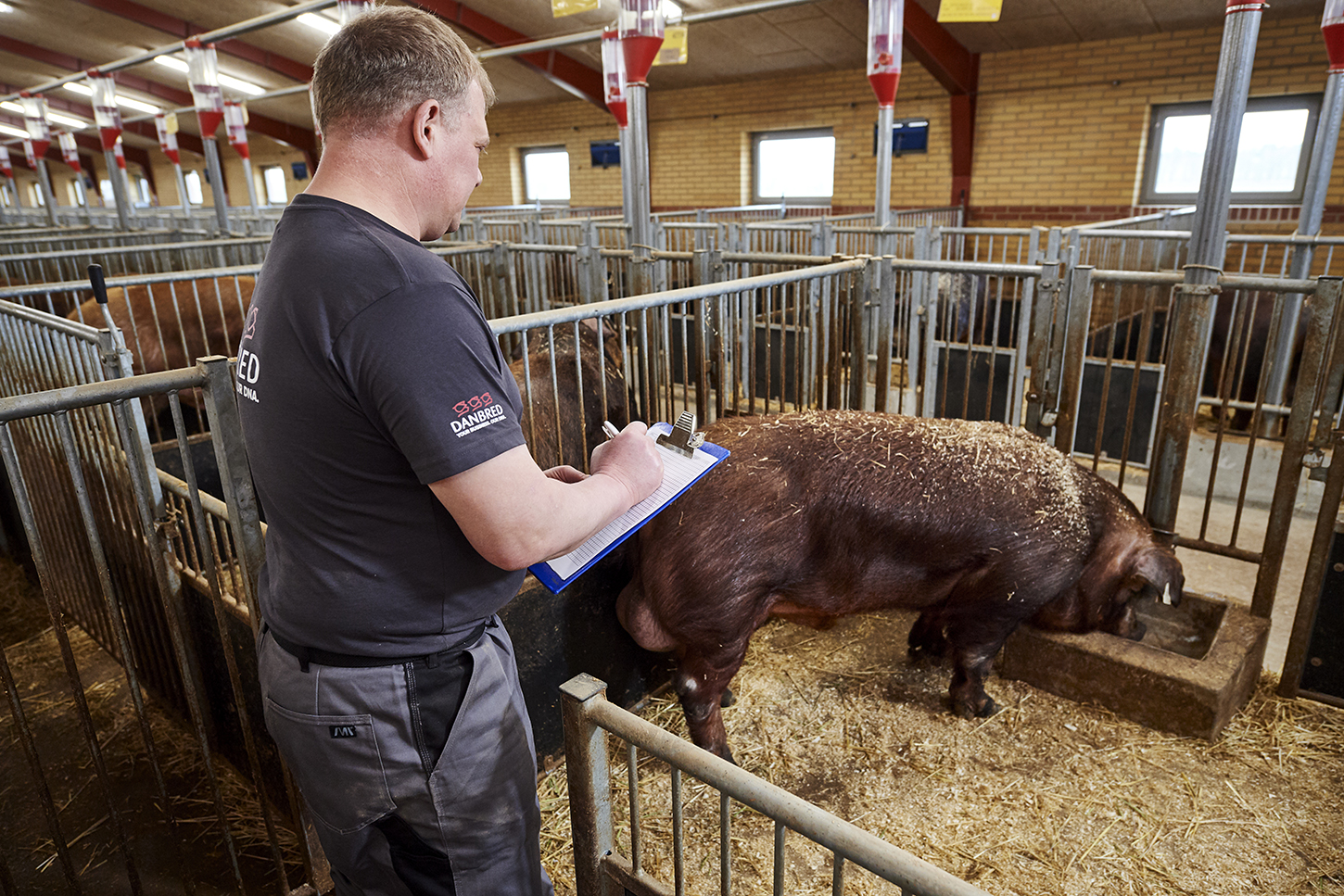 Boar unit – DanBred