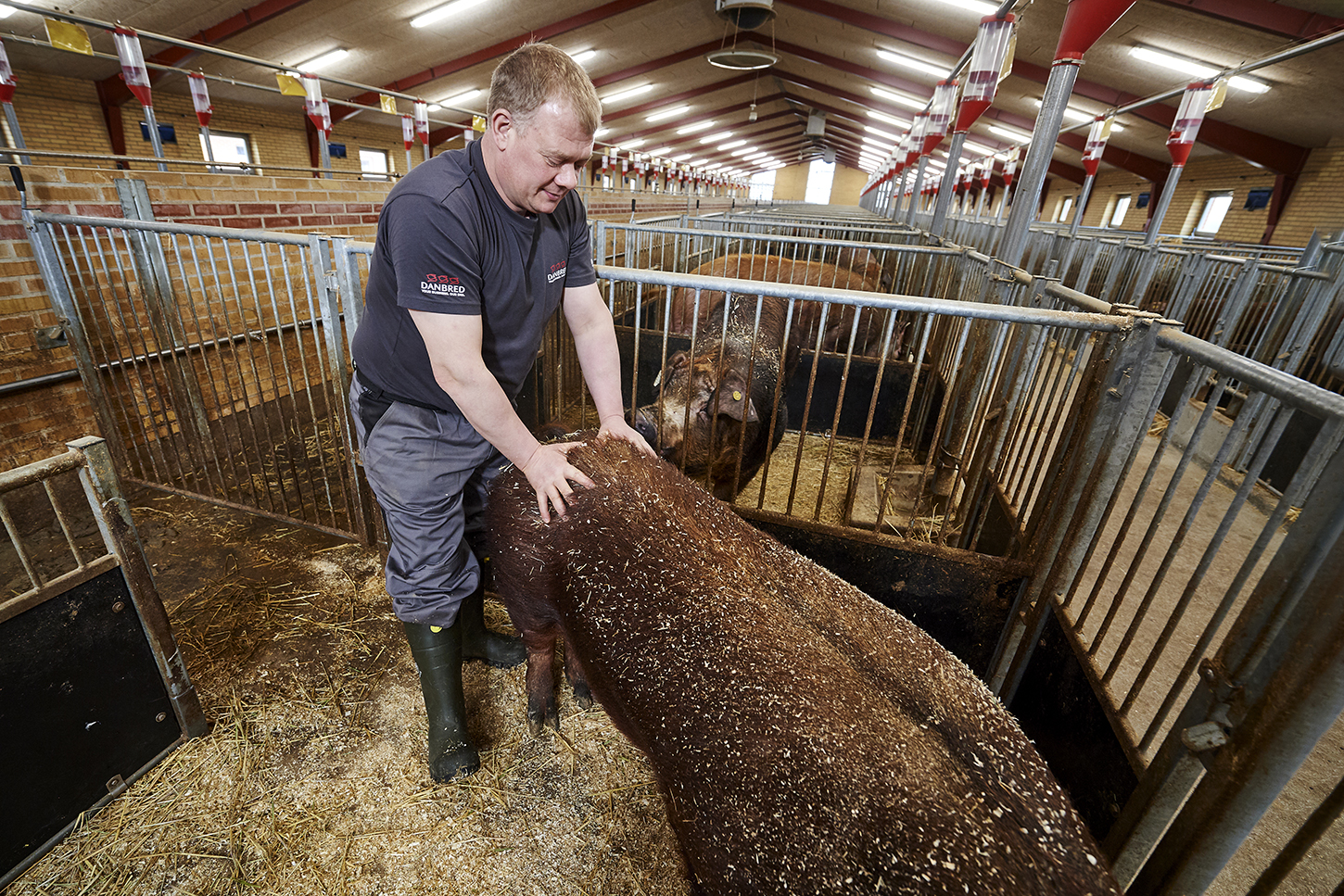 Boar unit – DanBred