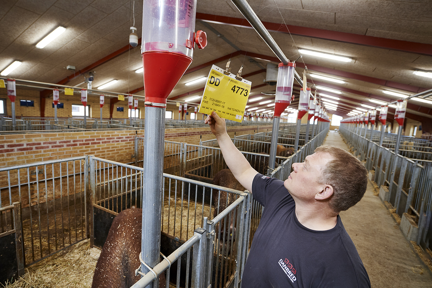 Boar unit – DanBred