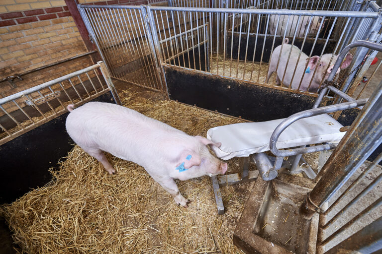 Boar unit – DanBred