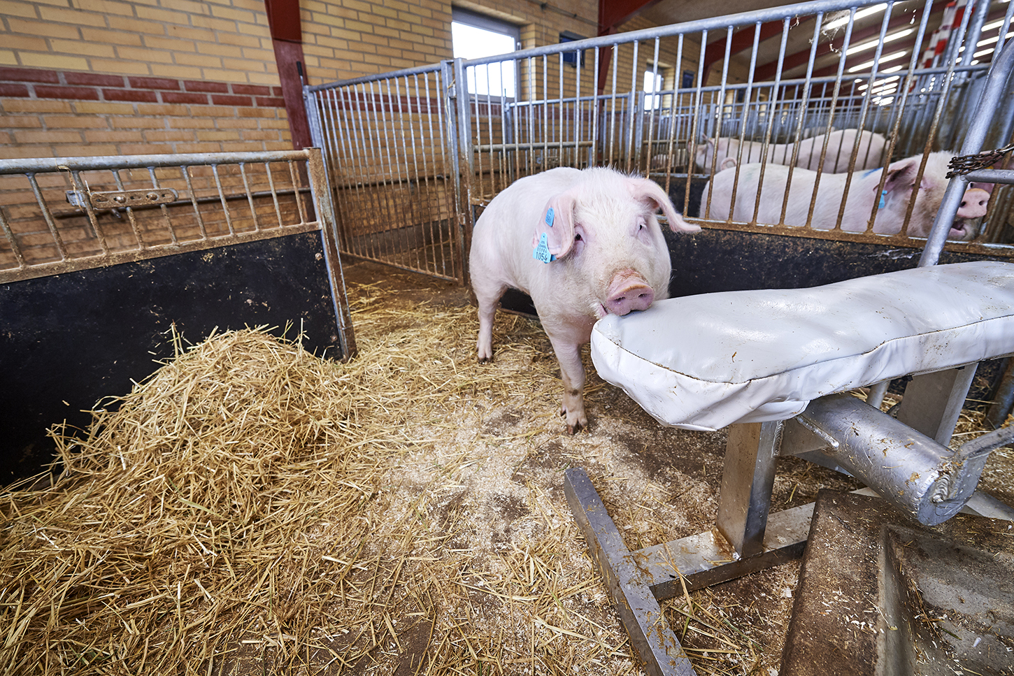 Training – DanBred