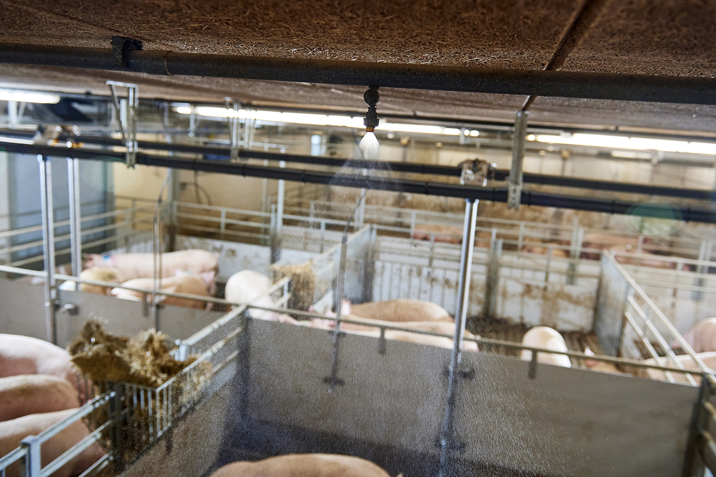 Boar unit – DanBred