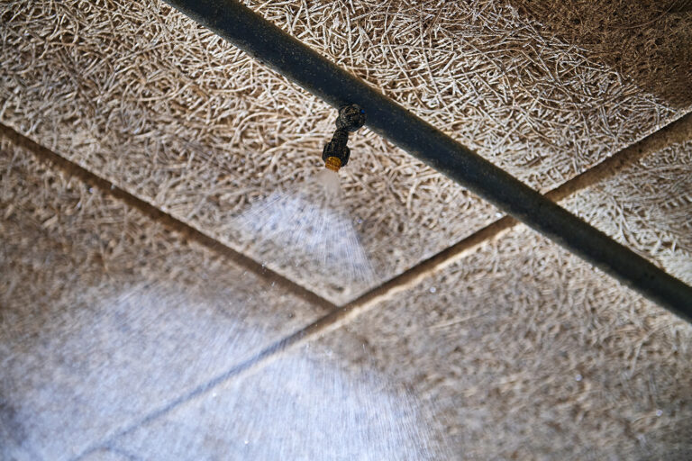 Feeding gestating sows – DanBred