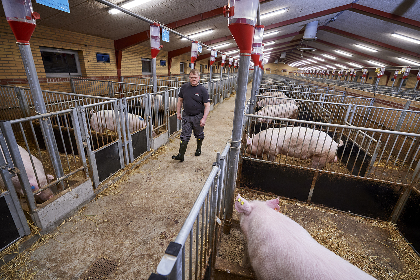 Boar unit – DanBred