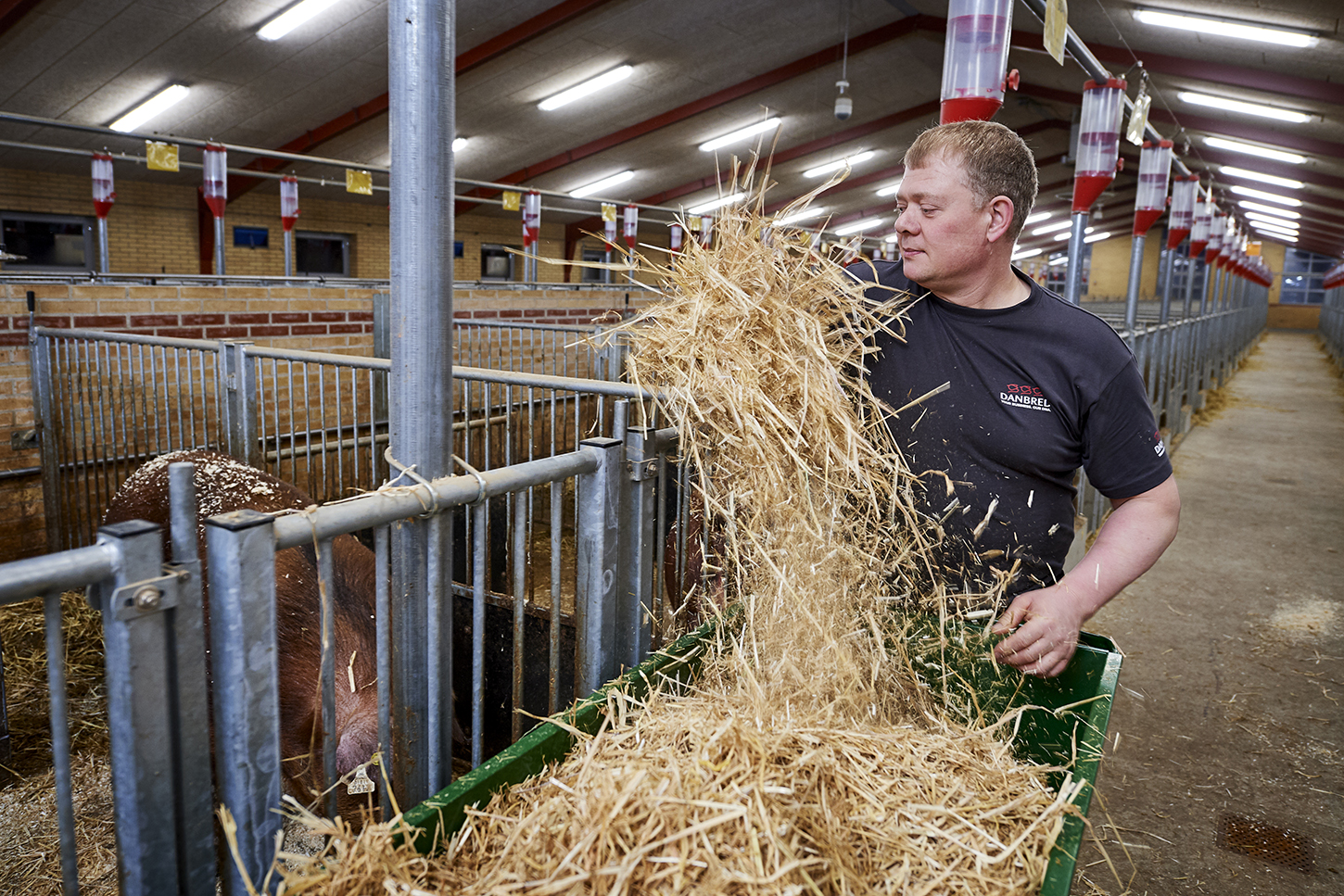 Boar unit – DanBred