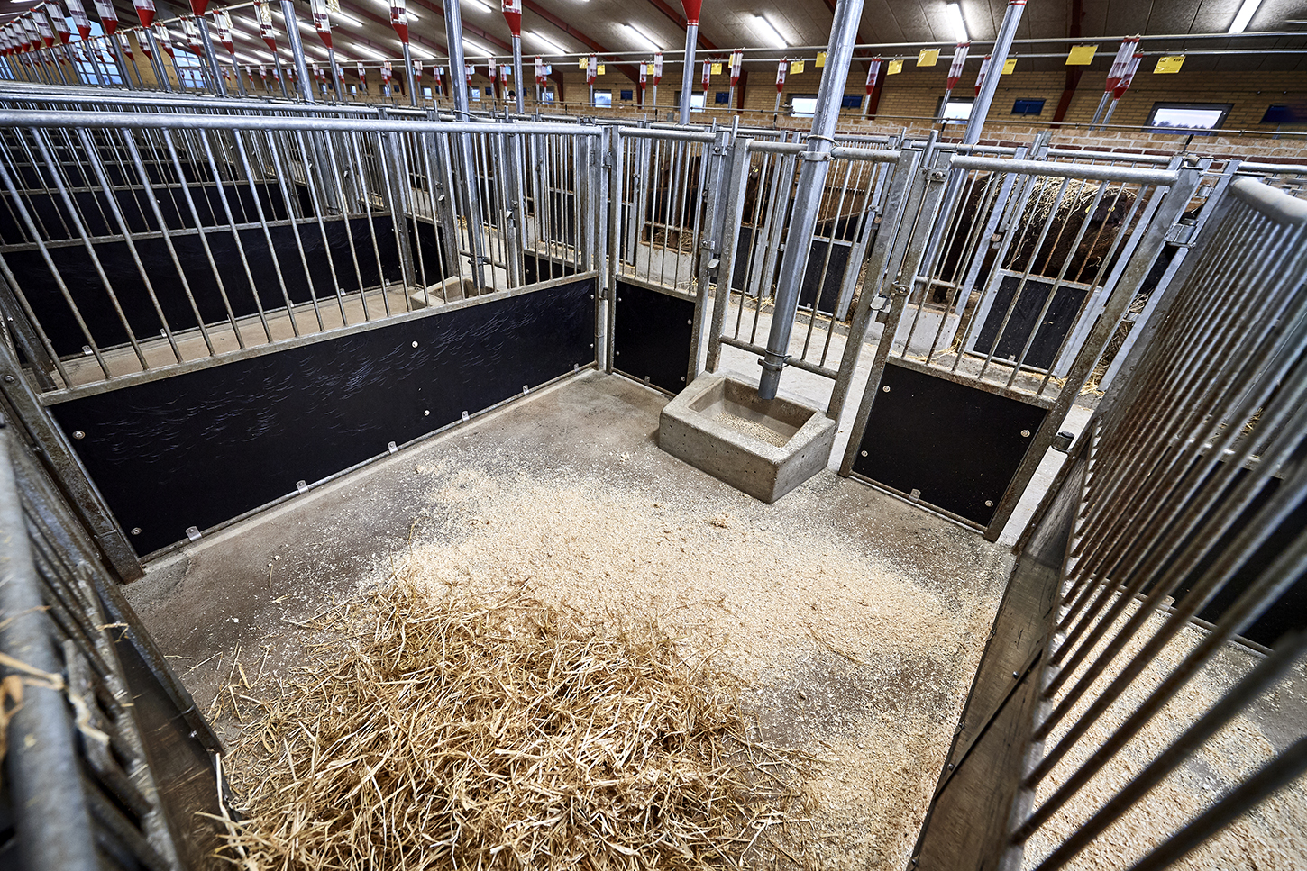 Boar unit – DanBred