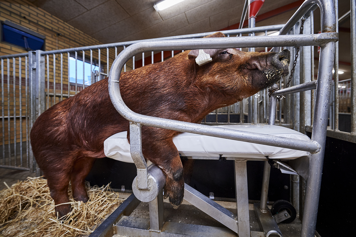 Collection – DanBred