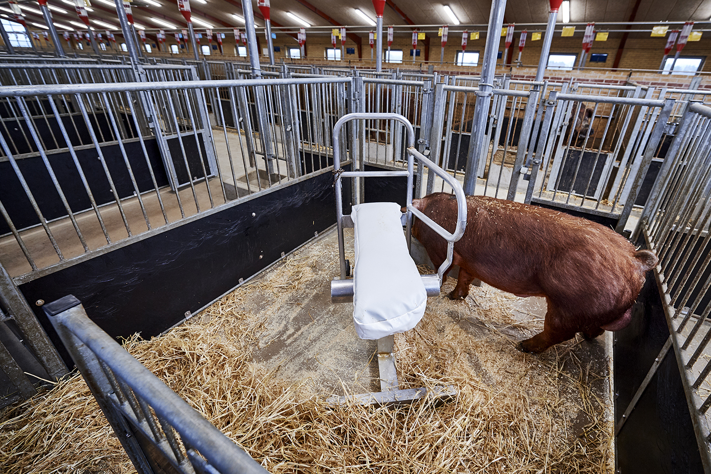 Training – DanBred