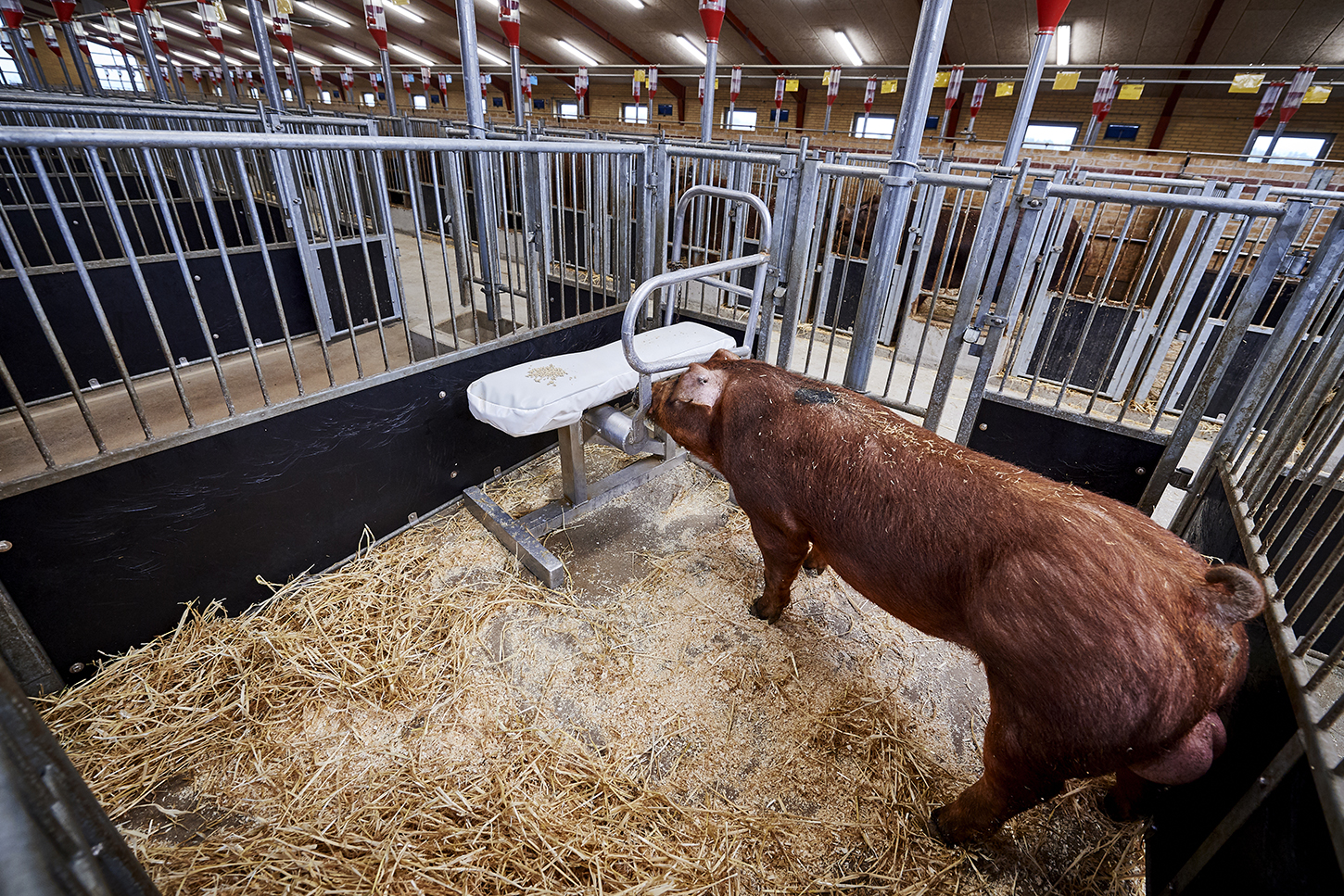 Training – DanBred