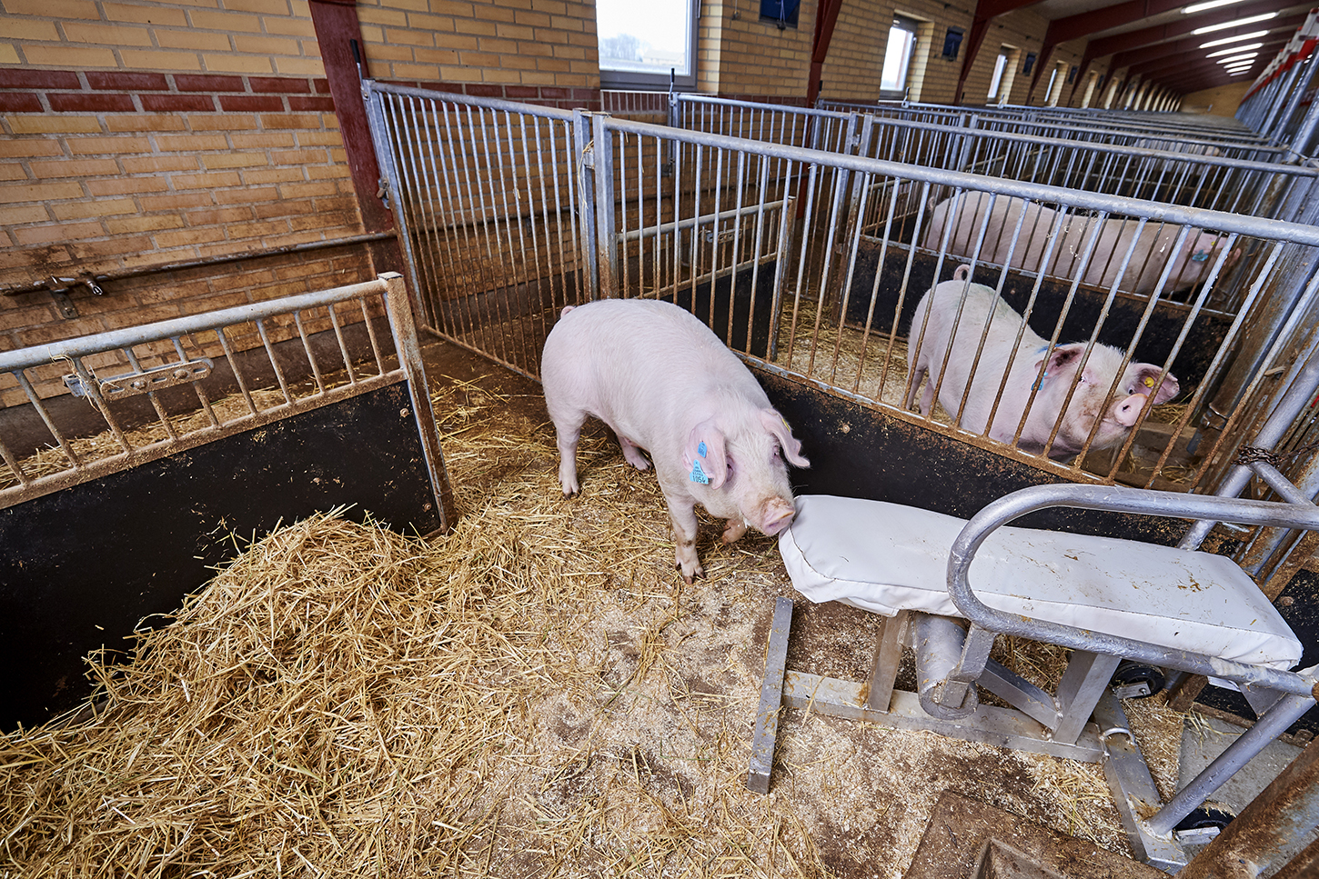 Training – DanBred