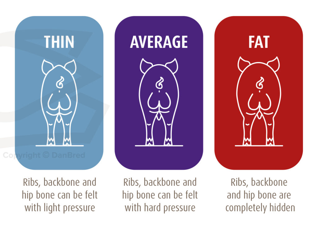 Boar unit – DanBred