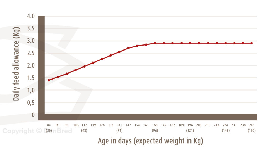 Boar unit – DanBred