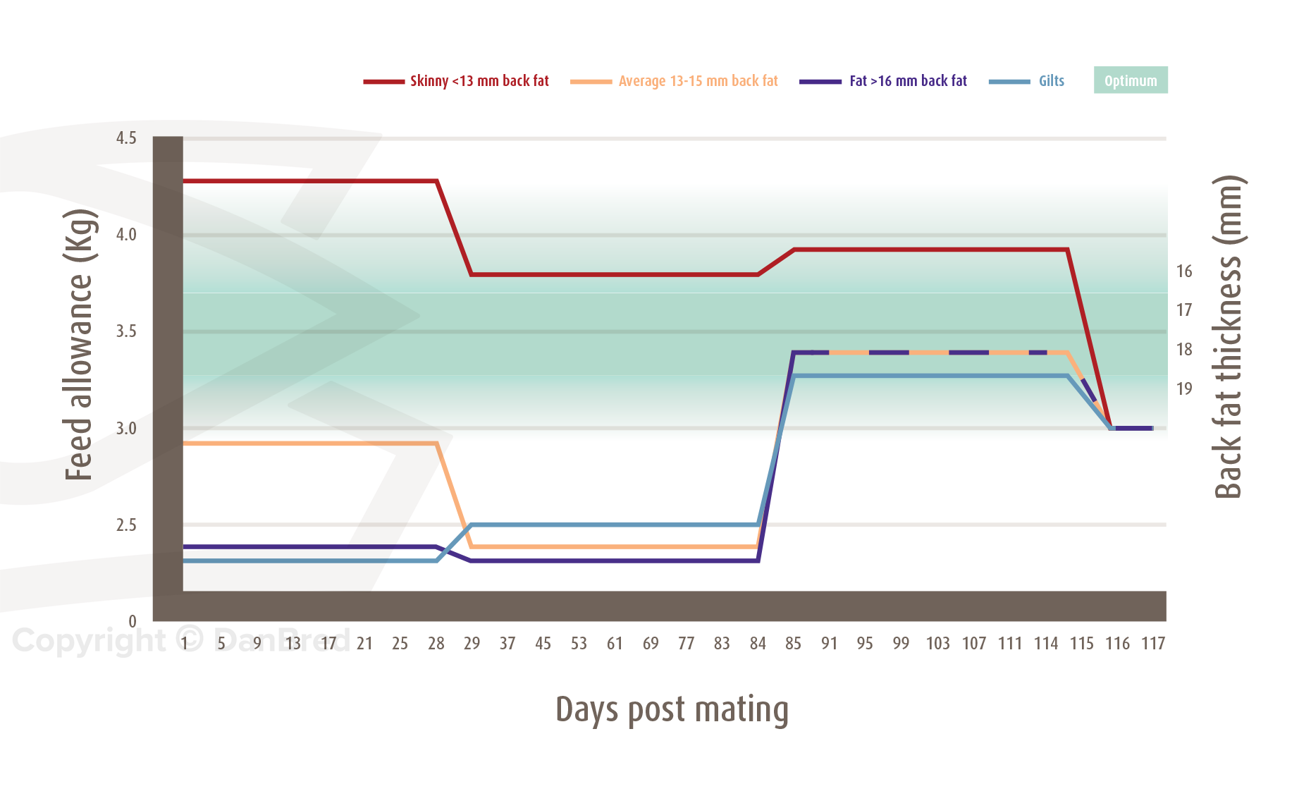 Feeding gestating sows – DanBred