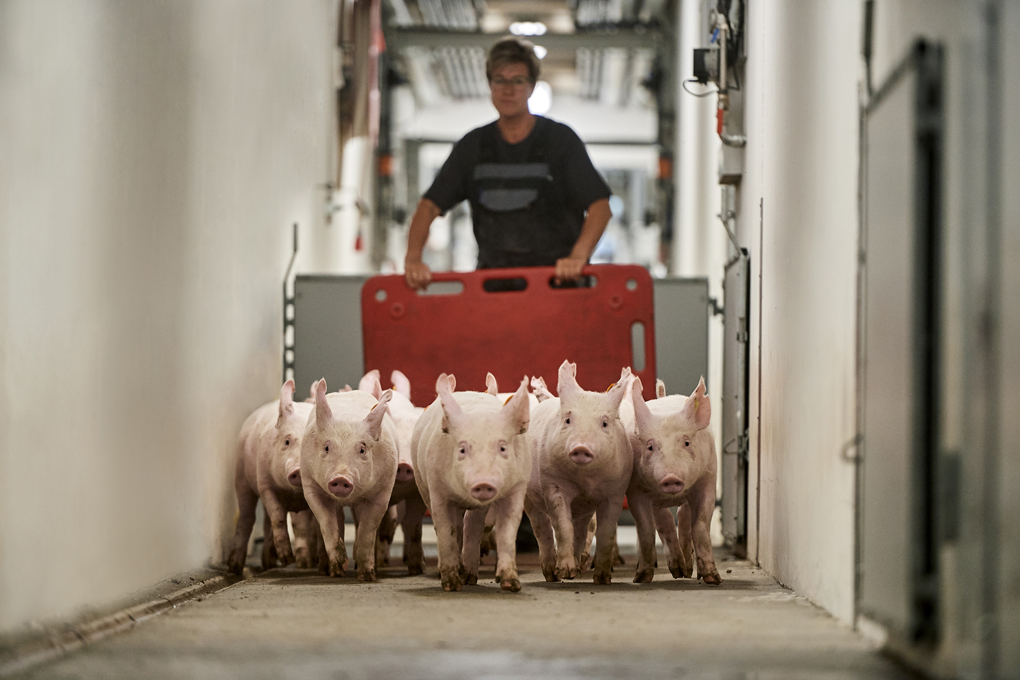 Quarantine facilities – DanBred