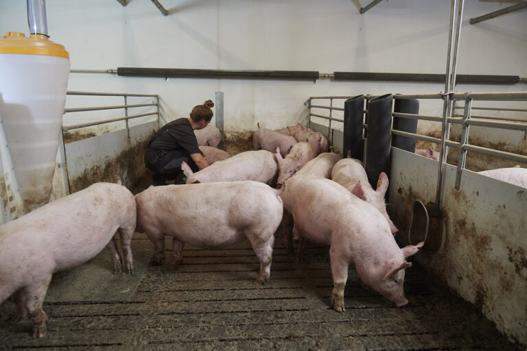 Quality assurance – DanBred