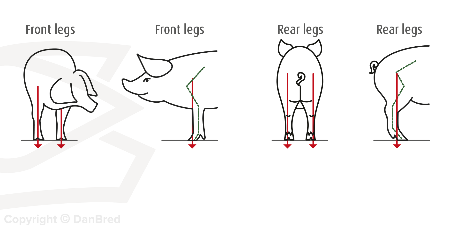 Selection and exterior – DanBred
