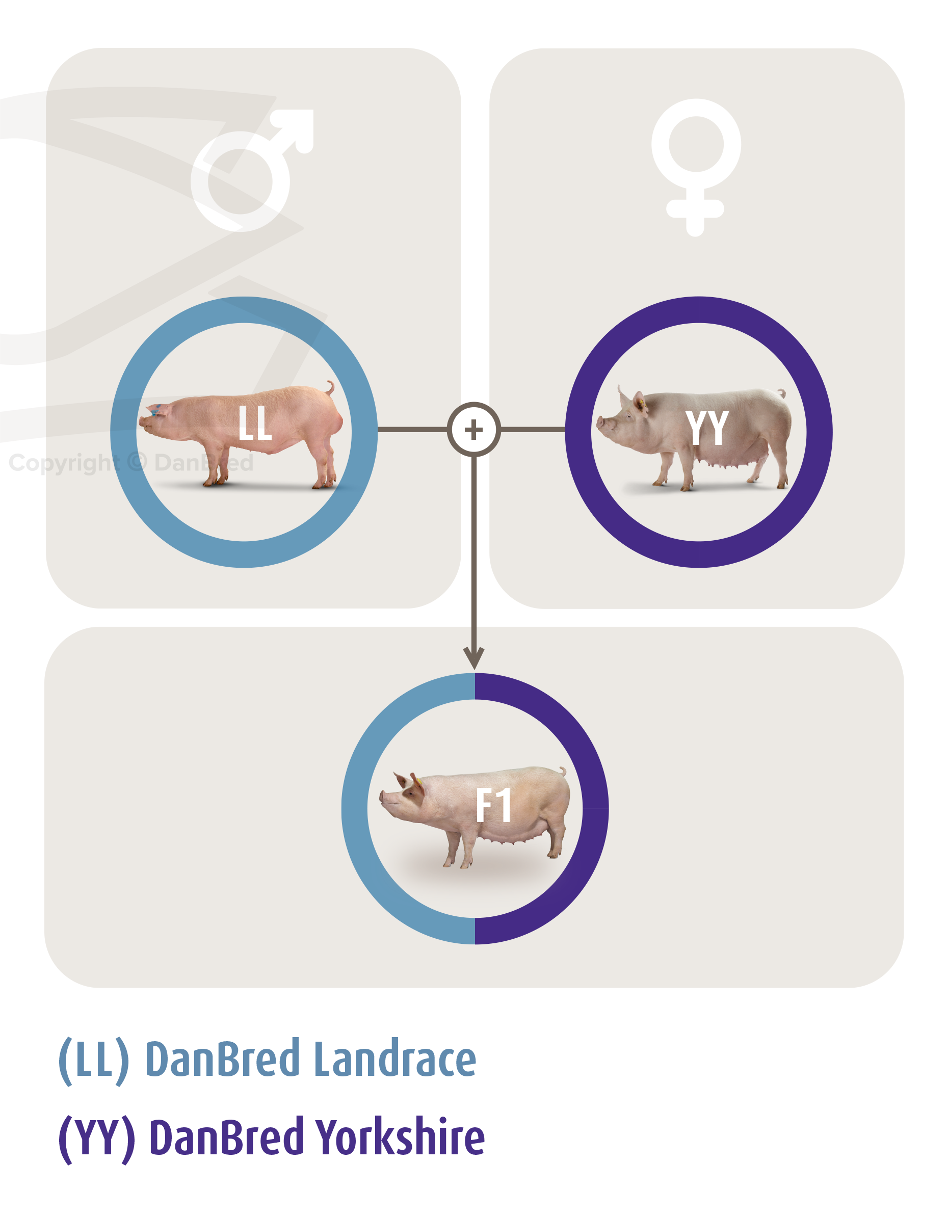 GenePro Strategy – DanBred