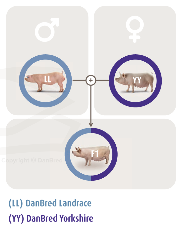 Estrategia GenePro – DanBred