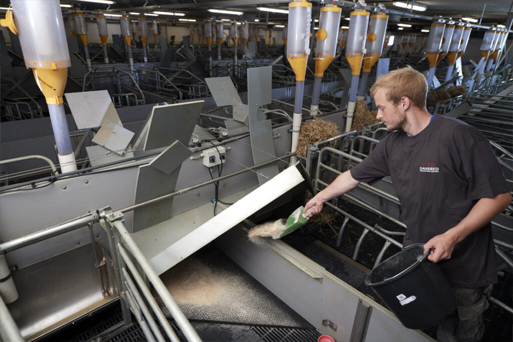 Managing the farrowing unit – DanBred