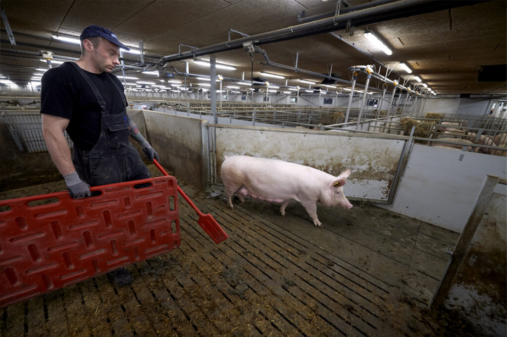 Feeding gilts – DanBred