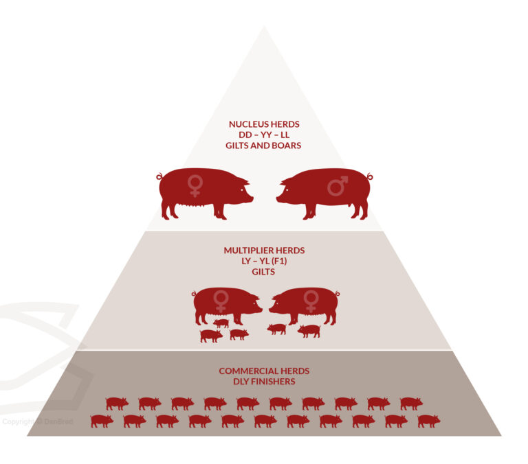 Genetic progress – DanBred