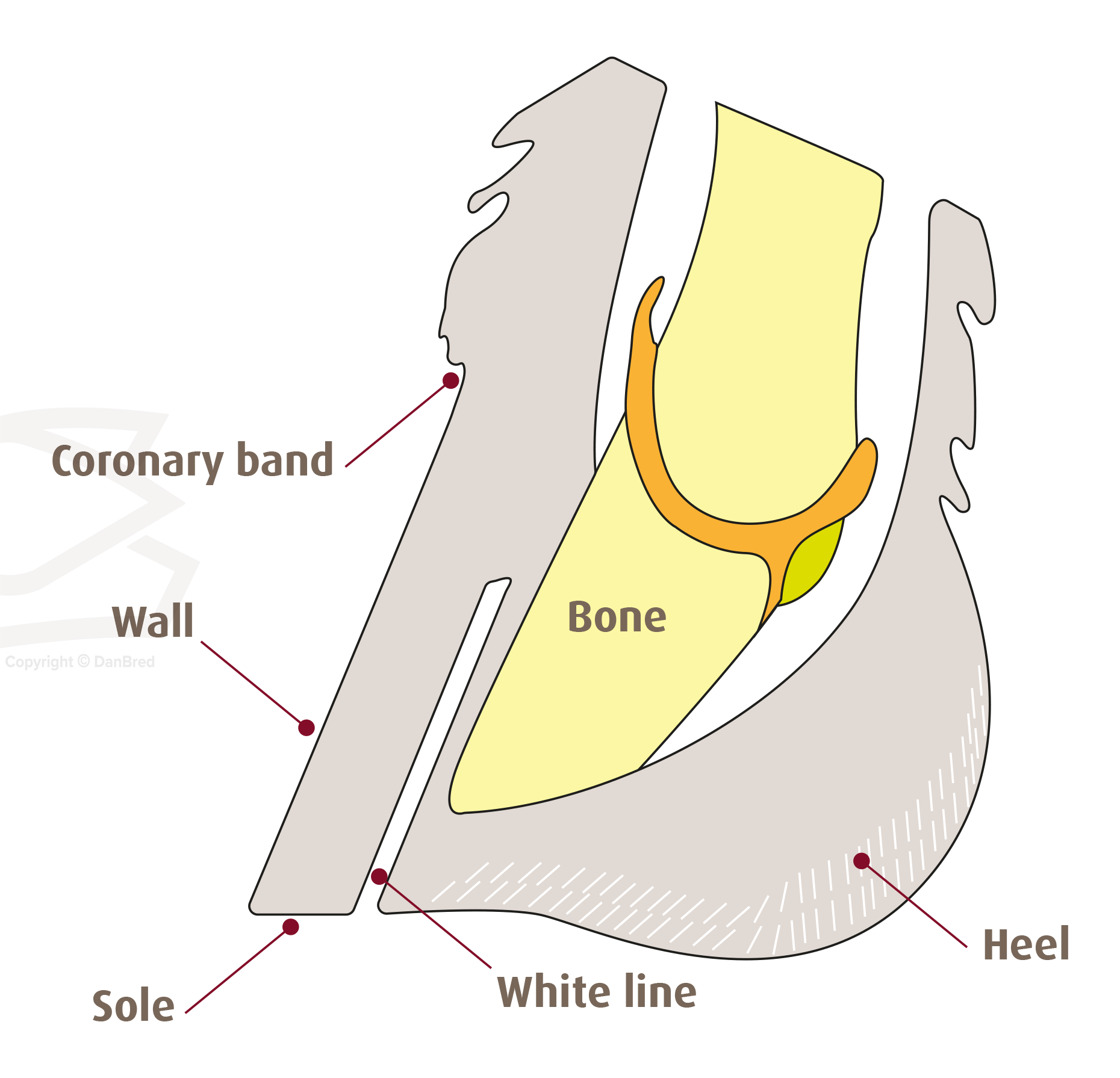 Quality assurance – DanBred
