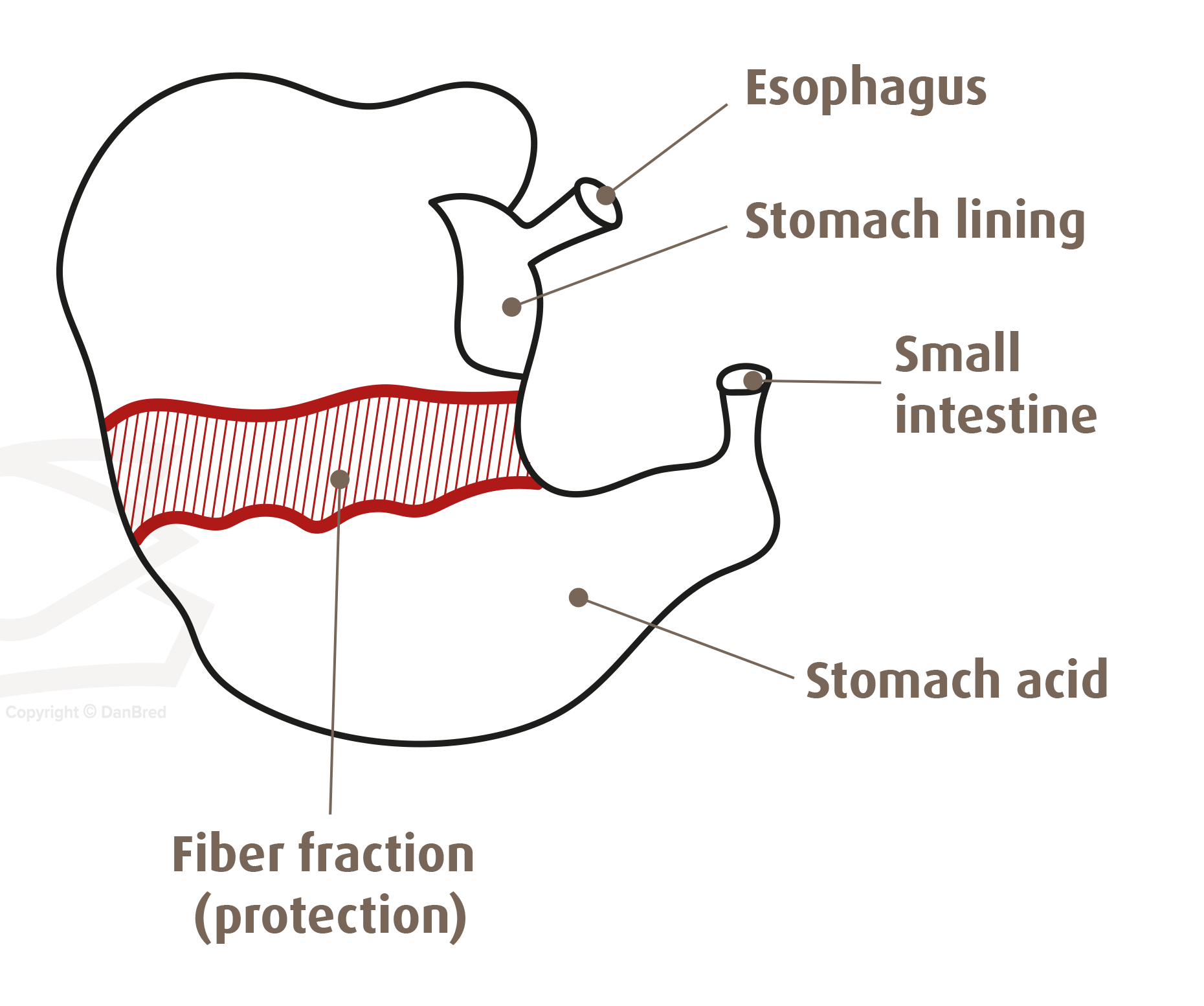 Feeding gilts – DanBred