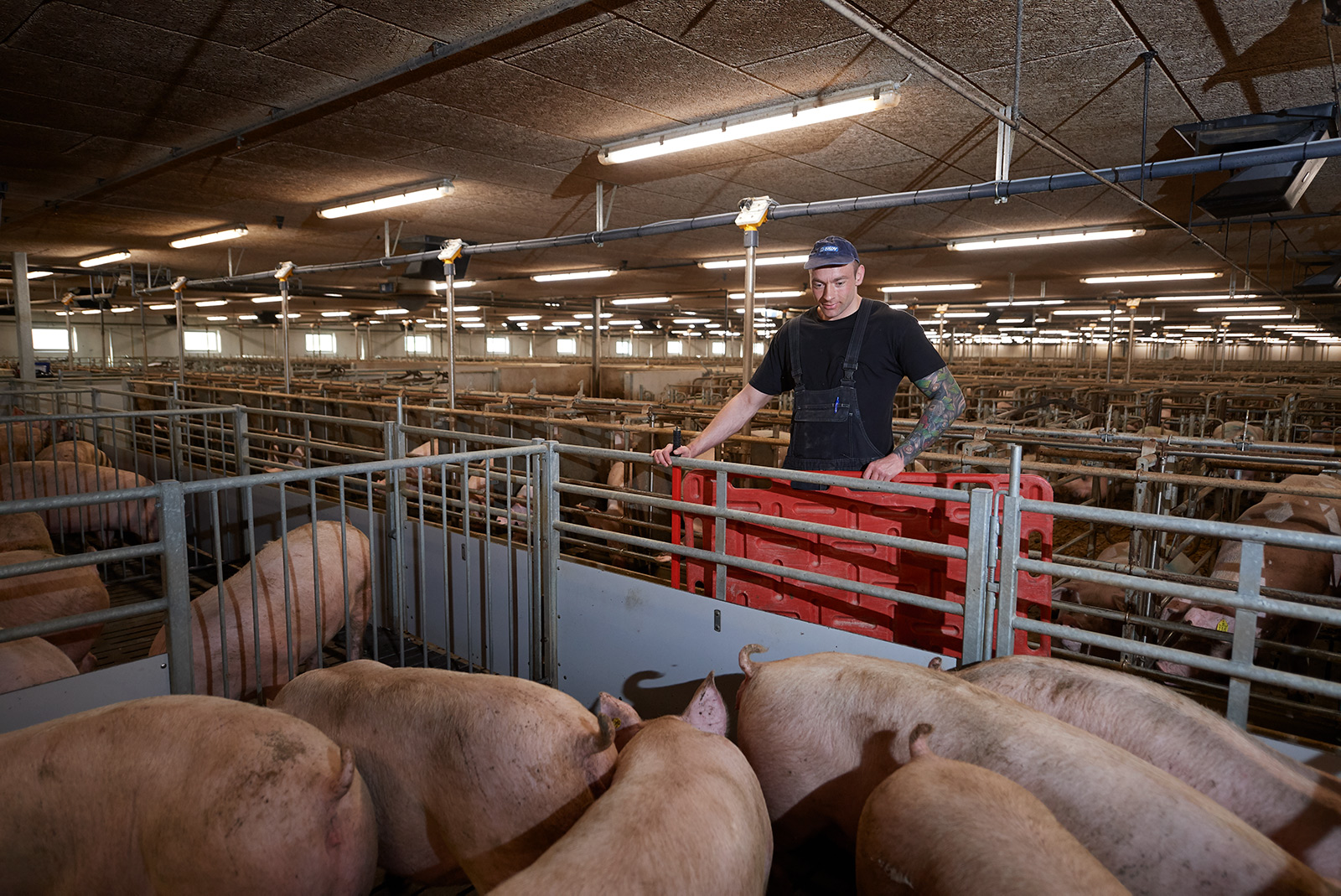 Rearing conditions – DanBred