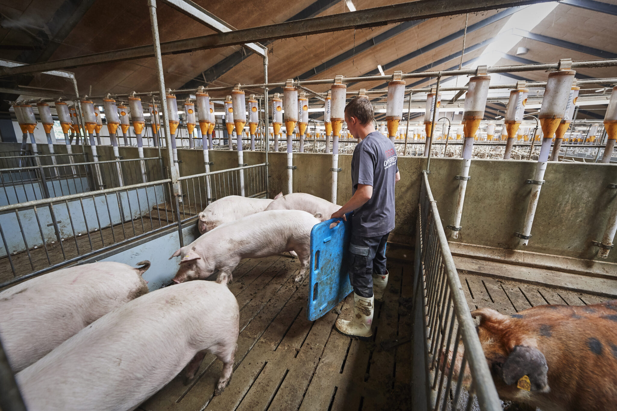 Feeding gilts – DanBred