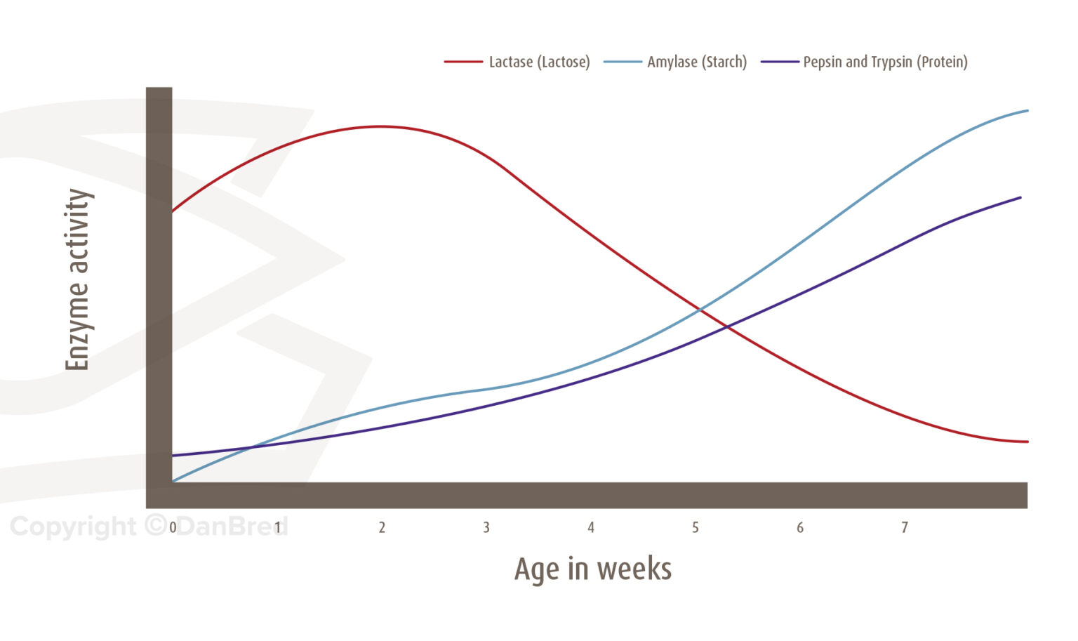 Feeding DanBred Piglets – DanBred