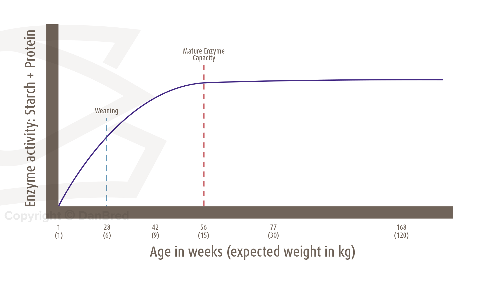 Feeding DanBred Piglets – DanBred