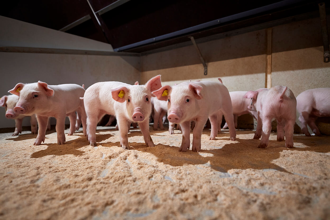 Feeding DanBred Piglets – DanBred