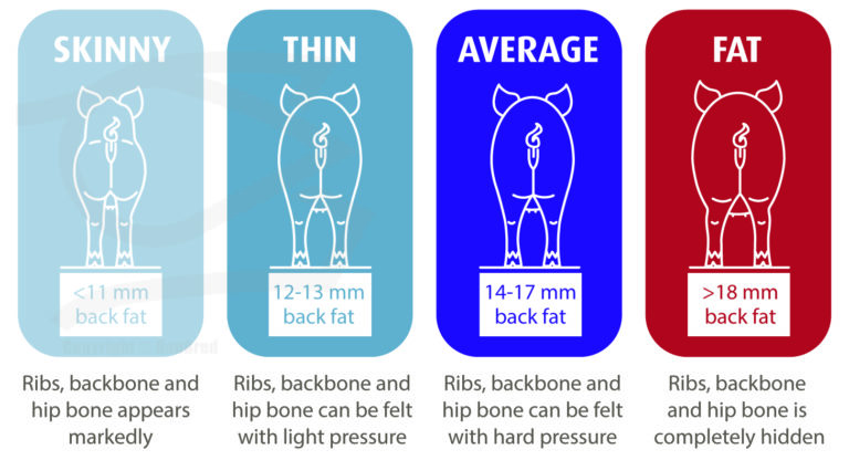 Feeding gestating sows – DanBred
