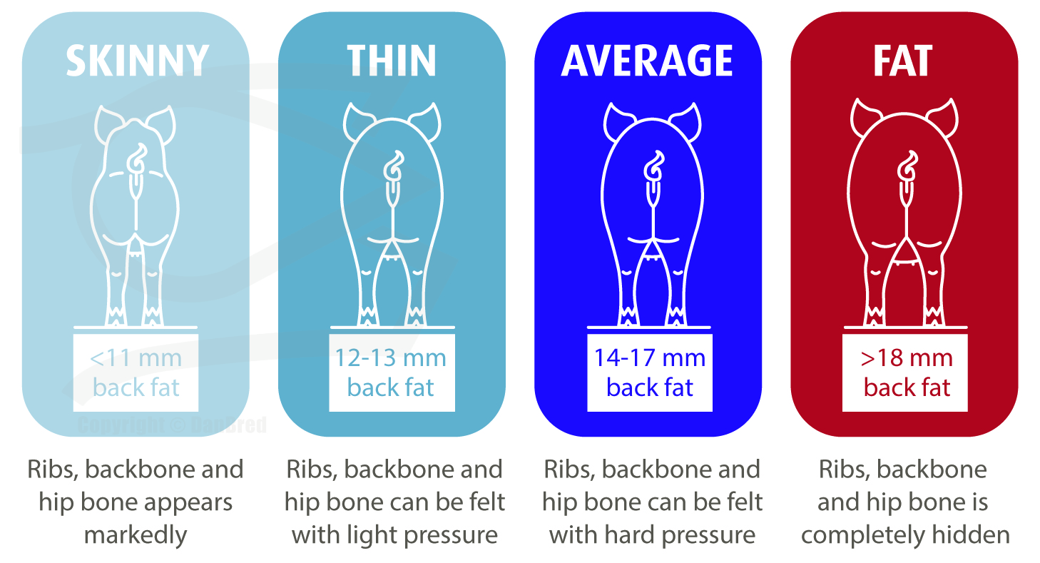 Feeding gestating sows – DanBred